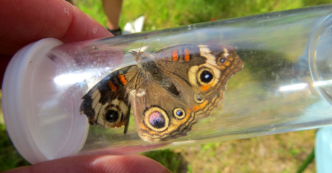 Insect Safari - NatureOutside