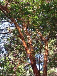 The Refrigerator Tree - NatureOutside