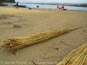Building a Tule Boat! (Part 1 – The California Boat) - NatureOutside