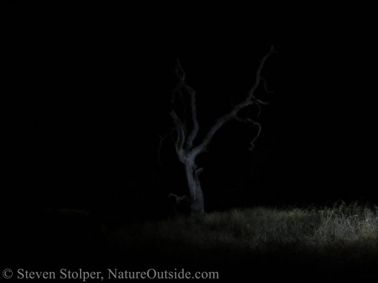 21-Darkness - NatureOutside