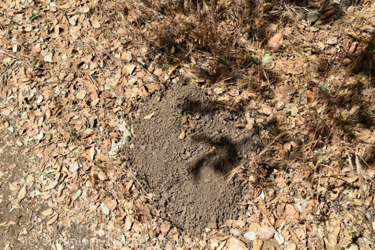 15-GopherHole - NatureOutside