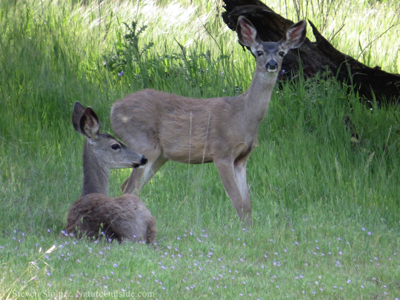 Wildlife of the Santa Cruz Mountains Hike! - NatureOutside